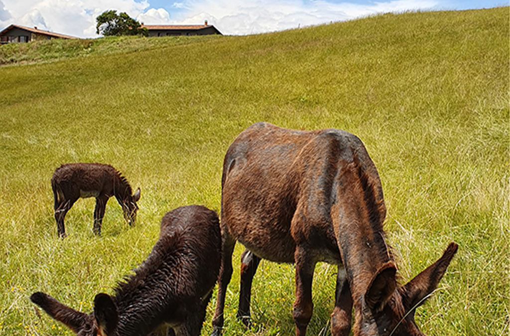 La Ferme du Hitton - Domaine de la Brette